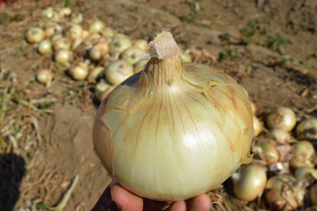 Cebolla dulce - Nor 3 Peru